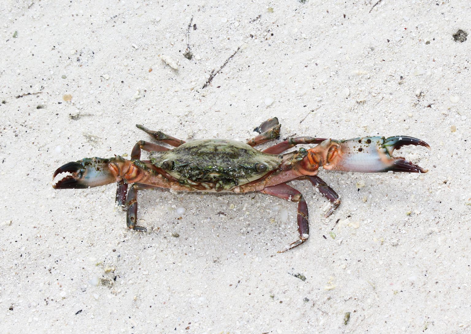 Mud Crab – Scylla serrata - wild scapes