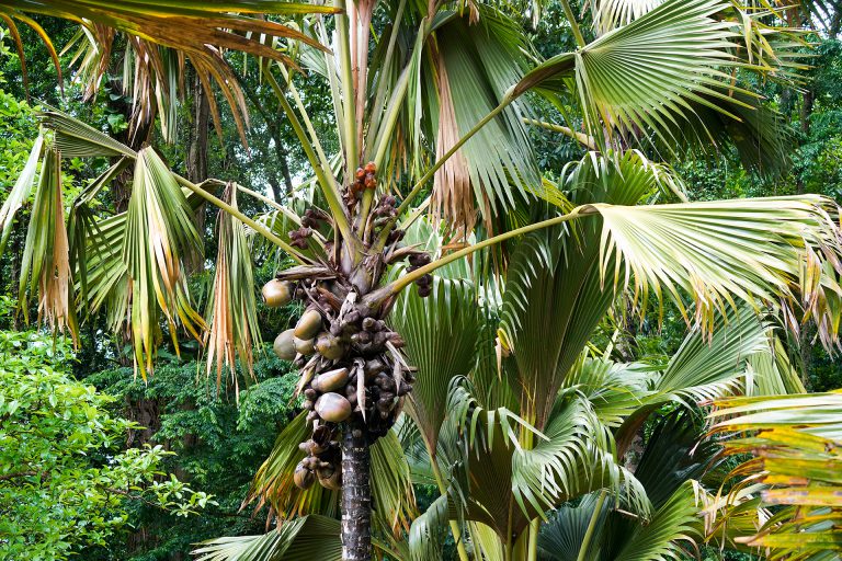 Lodoicea maldivica: The Maldive Coconut - wild scapes